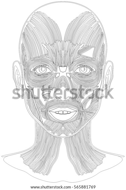 Human Face Muscles Anatomy Line Art Stok Vektör (Telifsiz) 565881769