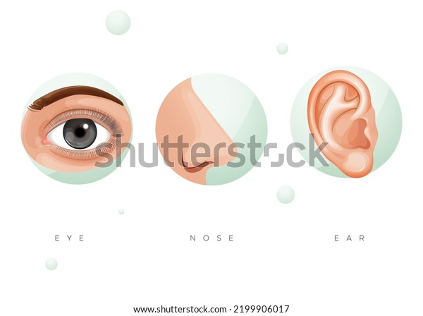 Human Face Parts Ears Nose Eyes Stock Vector (Royalty Free) 2199906017 ...