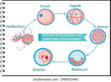 Human Fertilisation Embryonic Development Illustration Stock Vector ...