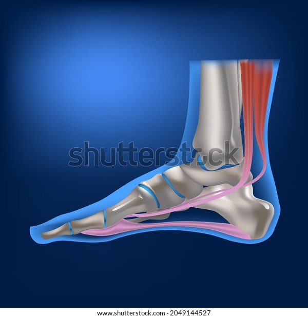 Human Foot Side Anatomical Structure Leg Stock Vector (Royalty Free ...