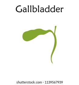 Human Gallbladder Anatomy Vector Illustration White Stock Vector ...