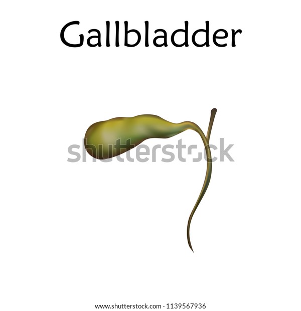 Human Gallbladder Anatomy Vector Realistic Illustration Stock Vector ...