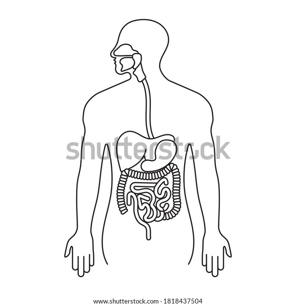 Human Gastrointestinal Tract Digestive System Line Stock Vector ...