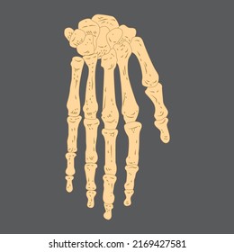Human Hand Bone On White Background Stock Vector (Royalty Free ...
