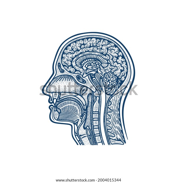 Human Head Anatomy Hand Drawn Vector Stock Vector (Royalty Free ...