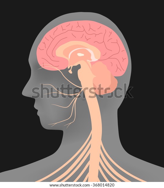 Human Head Silhouette Facial Nerve Vector 스톡 벡터(로열티 프리) 368014820 ...
