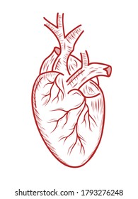 155 Anatomically correct heart Images, Stock Photos & Vectors ...