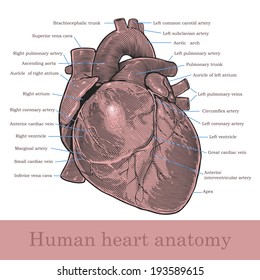 1,525 Human heart etching Images, Stock Photos & Vectors | Shutterstock
