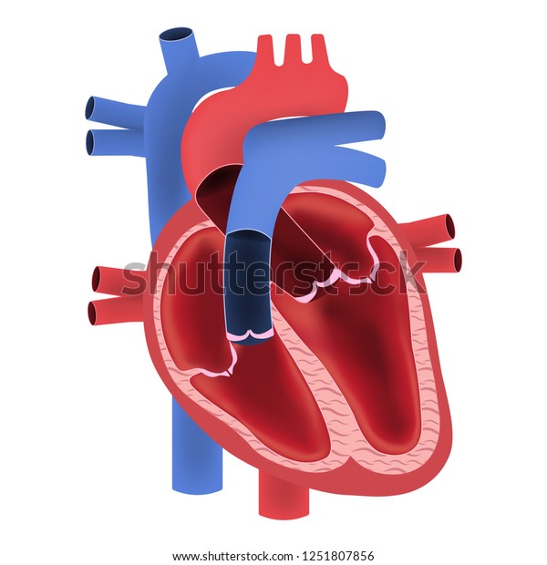 Human Heart Anatomy Cross Section: vector de stock (libre de regalías ...