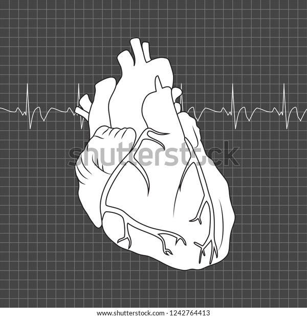 Human Heart Anatomy Flat Illustration Outline Stock Vector (Royalty ...