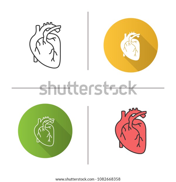 Human Heart Anatomy Icon Flat Design: เวกเตอร์สต็อก (ปลอดค่าลิขสิทธิ์ ...
