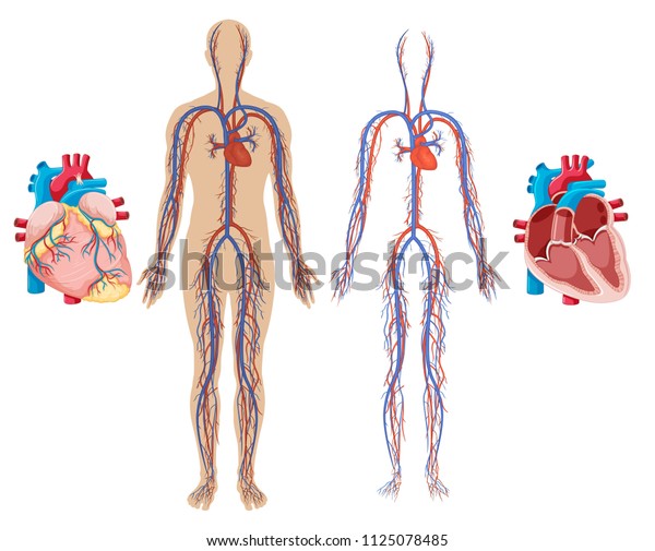Human Heart Cardiovascular System Illustration Stock Vector (Royalty ...