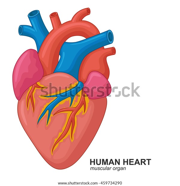 Human Heart Cartoon Stock Vector (Royalty Free) 459734290 | Shutterstock