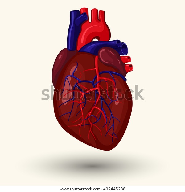 Human Heart Cartoon Style Illustration Isolated Stock Vector (Royalty ...