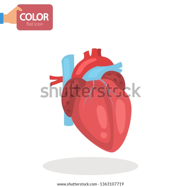 Human Heart Color Vector Icon Flat Stock Vector (Royalty Free ...