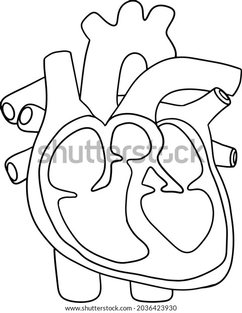 Vektor Stok Human Heart Cross Section Line Drawing (Tanpa Royalti ...
