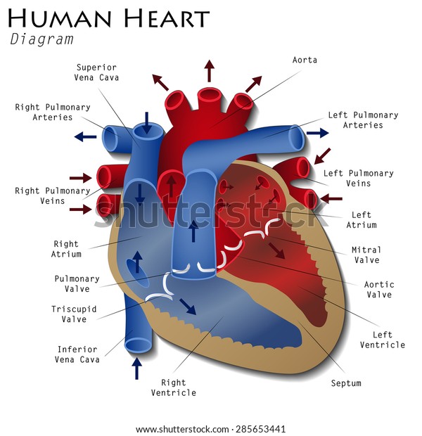 Human Heart Diagram Stock Vector (Royalty Free) 285653441