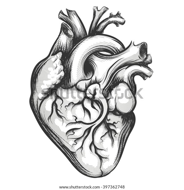 Human Heart Drawn Engraving Style Isolated Stock Vector (Royalty Free ...