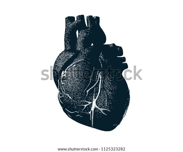Human Heart Engraving Drawing Dark Shading Stock Vector (Royalty Free ...