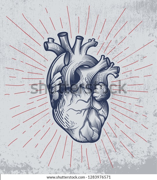 Human Heart Engraving Technique Star Rays Stock Vector (Royalty Free ...
