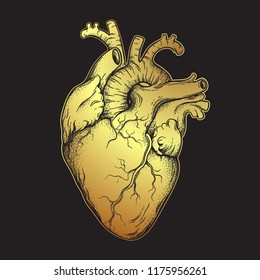 155 Anatomically correct heart Images, Stock Photos & Vectors ...