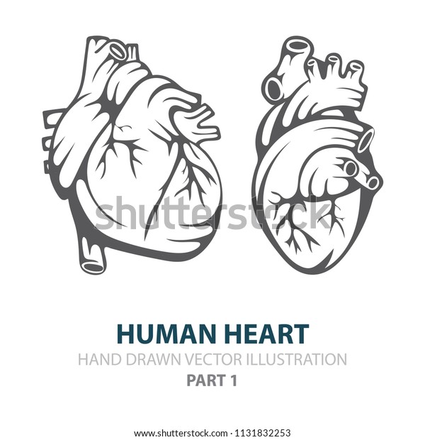 Human heart. Human heart hand drawn illustrations set.Heart in ...