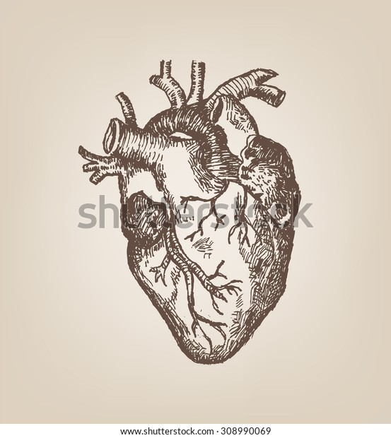 Human Heart Hand Sketch Style Vintage Stock Vector (Royalty Free) 308990069