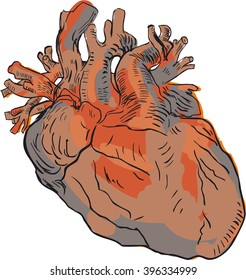 Human Heart Illustration Stock Vector (Royalty Free) 396334999 ...