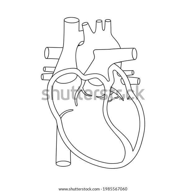 Ilustración del corazón humano. Corazón anatómicamente correcto con ...