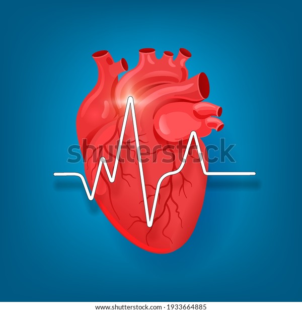 Human Heart Palpitations Heart Venous System: เวกเตอร์สต็อก (ปลอดค่า ...