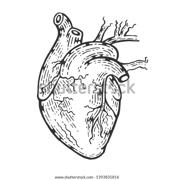 Human Heart Sketch Engraving Vector Illustration Stock Vector (Royalty ...