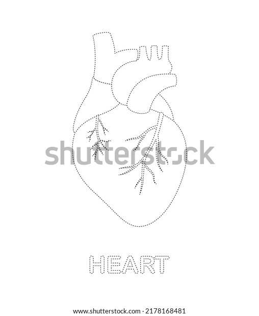 Human Heart Tracing Worksheet Kids 库存矢量图（免版税）2178168481 | Shutterstock