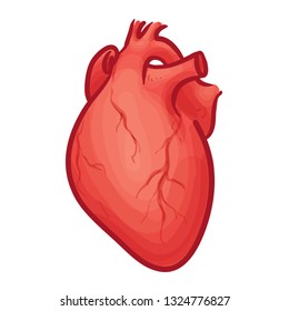 El corazón humano. El corazón con: vector de stock (libre de regalías ...