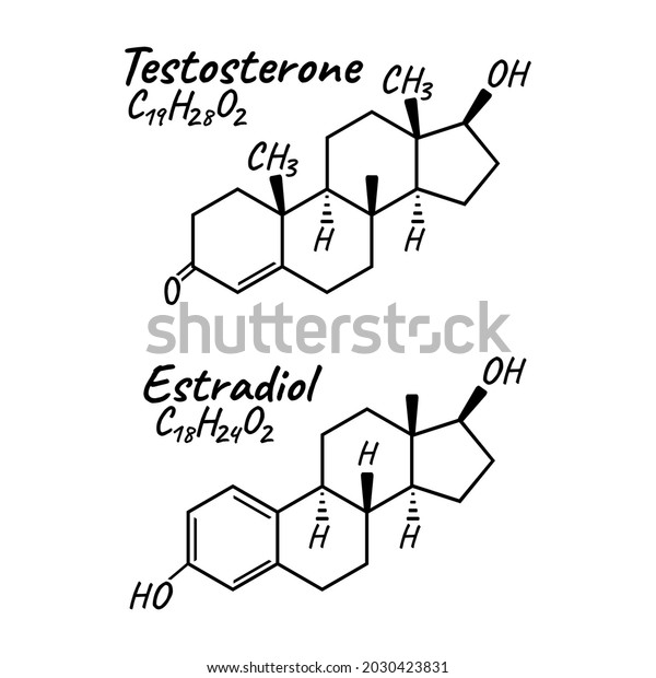 Human Hormone Estradiol Testosterone Concept Chemical Stock Vector ...