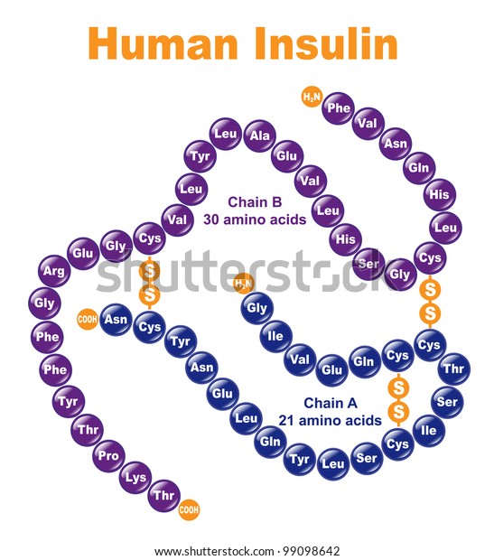 Human Insulin Stylized Chemical Structure Arkivvektor (royaltyfri ...