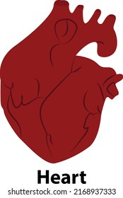 Human Inter Organ Heart Vector Illustration Stock Vector (Royalty Free ...