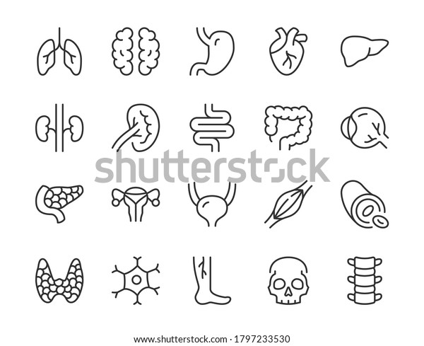 Human internal organ line icon. Minimal vector illustration with simple ...