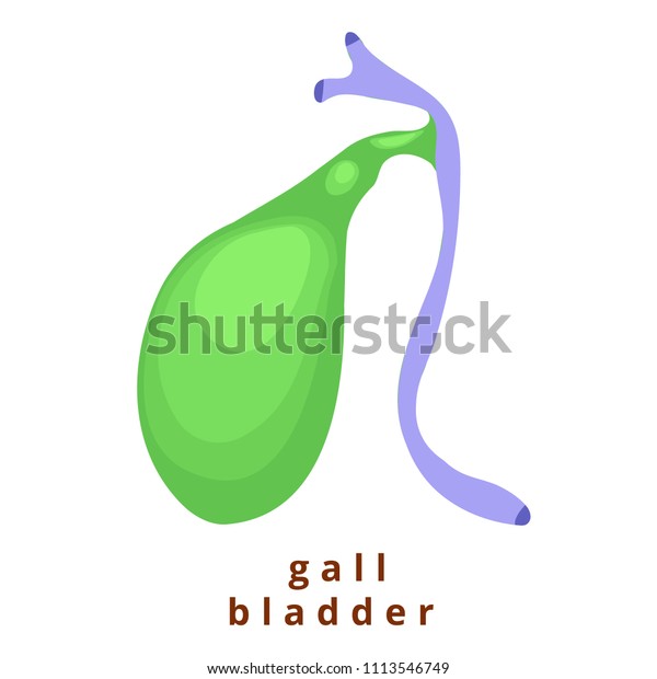 Human Internal Organ Realistic Gallbladder Nameanatomygreen 库存矢量图（免版税 ...