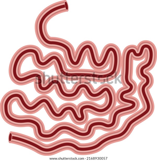 organe interne humain petit intestin. image : image vectorielle de ...