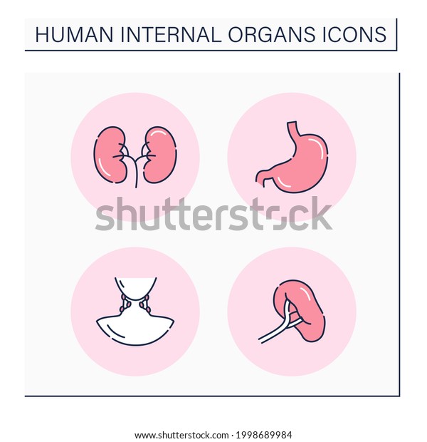 Human Internal Organs Color Icons Set: стоковая векторная графика (без ...