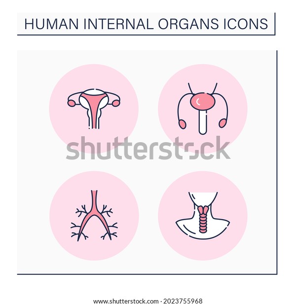 Human Internal Organs Color Icons Set Stock Vector (Royalty Free ...