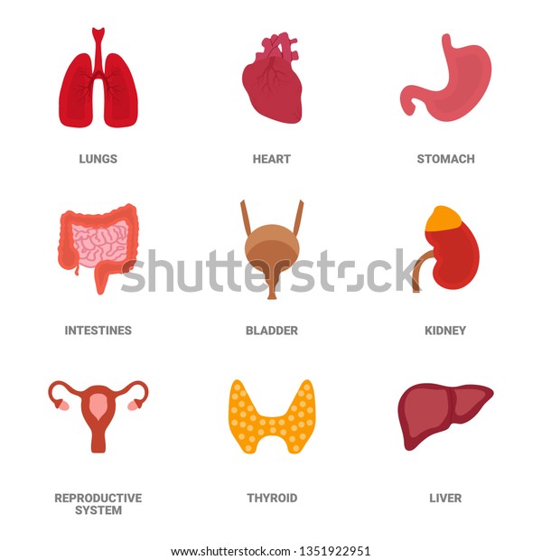 Human Internal Organs Icon Set Vector Stock Vector (Royalty Free ...