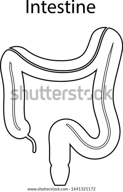 Human Internal Organs Large Intestine Appendix Stock Vector (Royalty ...