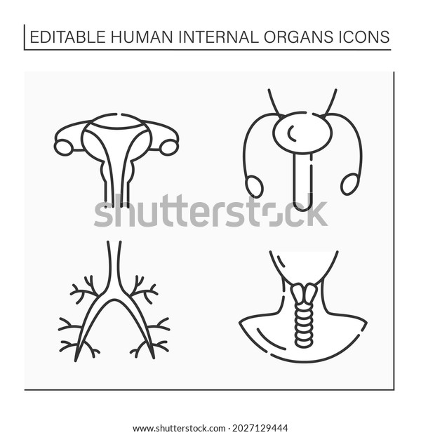 Human Internal Organs Line Icons Set Stock Vector (Royalty Free ...