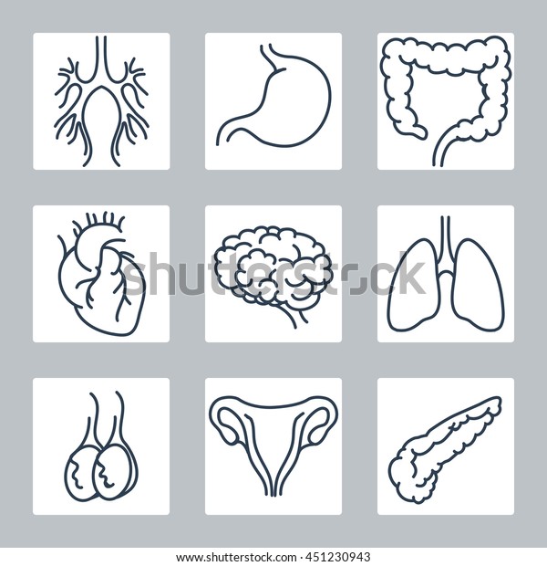 Human Internal Organs Line Icons Set: vector de stock (libre de ...
