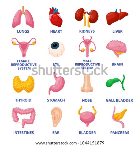 Human Internal Organs Main Organs Names Stock Vector (Royalty Free ...