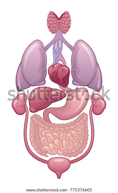 Human Internal Organs On White Background Stock Vector (Royalty Free ...