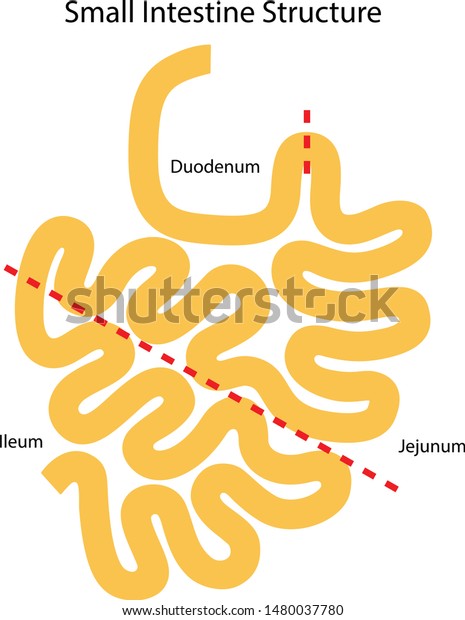 Human Internal Organs Small Intestine Structure 스톡 벡터(로열티 프리) 1480037780