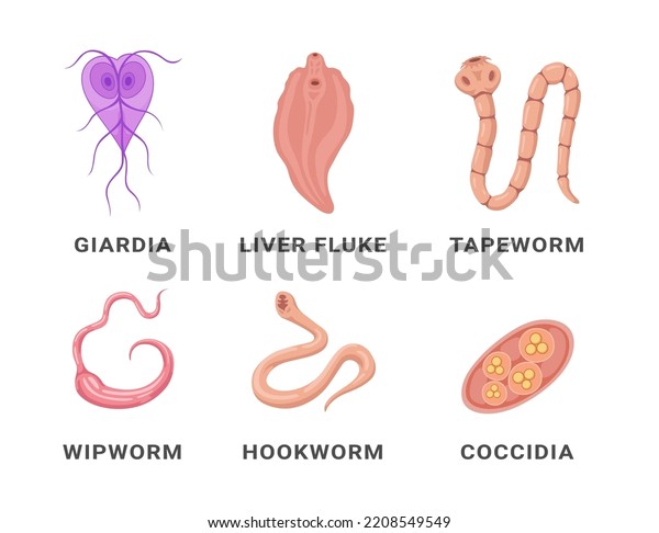 Human Intestinal Parasites Set Infographic Scheme: เวกเตอร์สต็อก (ปลอด ...