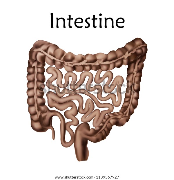 Human Intestine Anatomy Vector Realistic Illustration Stock Vector ...